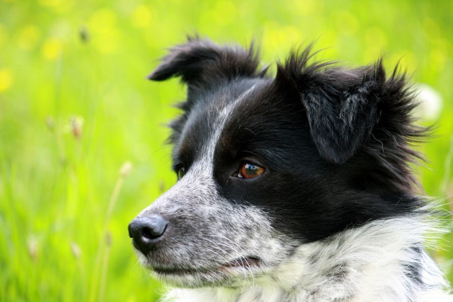 Predivni i umiljati mali psi na poklon