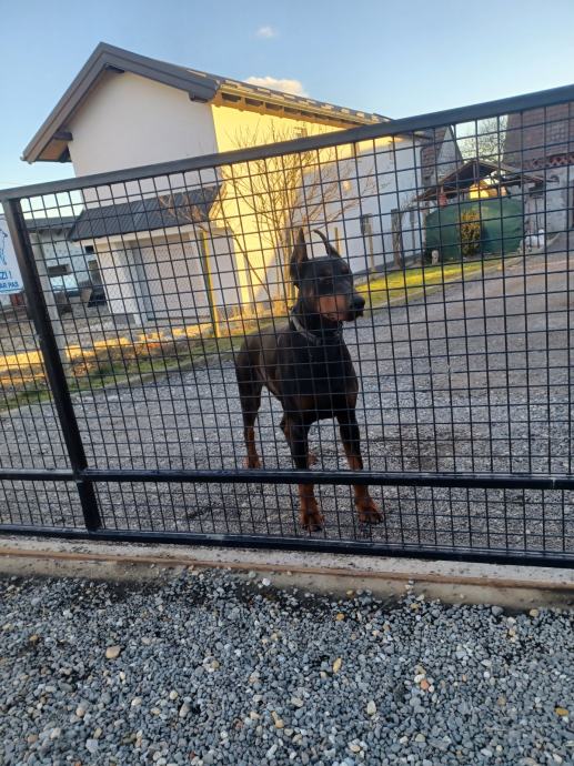 Prodajem stene dobermana