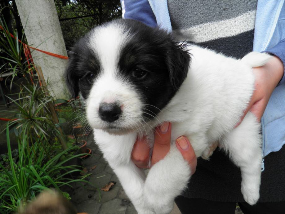 PSI PSIĆI MALI NA POKLON