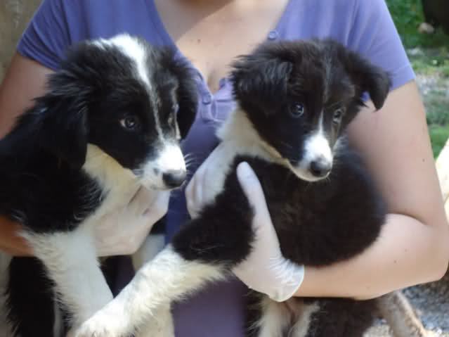 Pumba, mali border collie star 4 mj. hitno traži topli dom