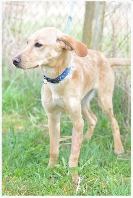 Rio - labrador retriver mješanac [azil Dumovec]