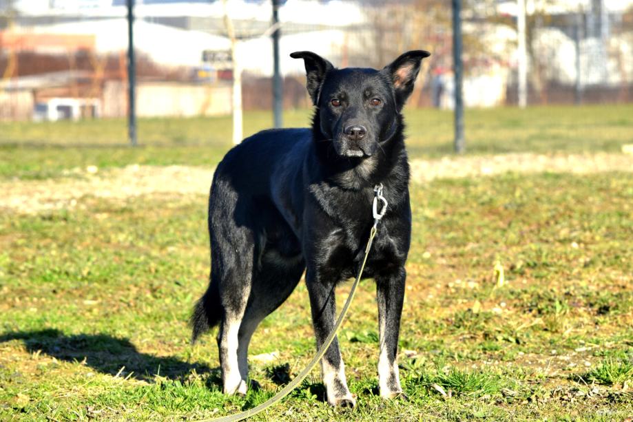 Roki je posebna duša u koju ćete se zaljubiti