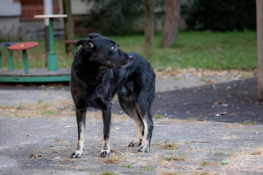 Roki, ljepotan nježnog srca