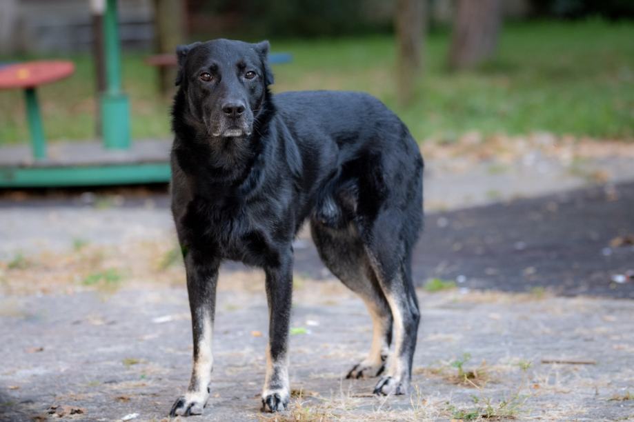 Roki, ljepotan nježnog srca