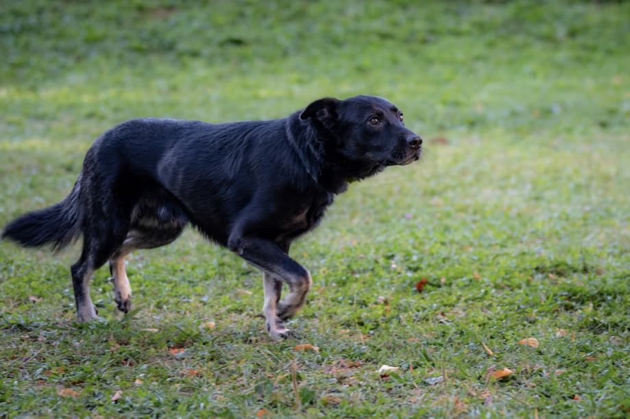 Roki, ljepotan nježnog srca