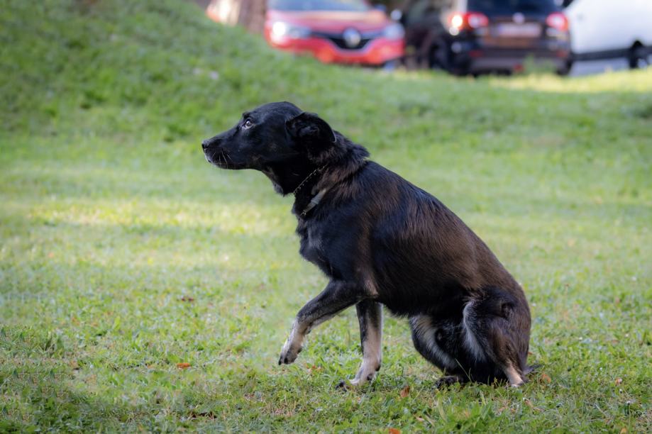 Roki, ljepotan nježnog srca