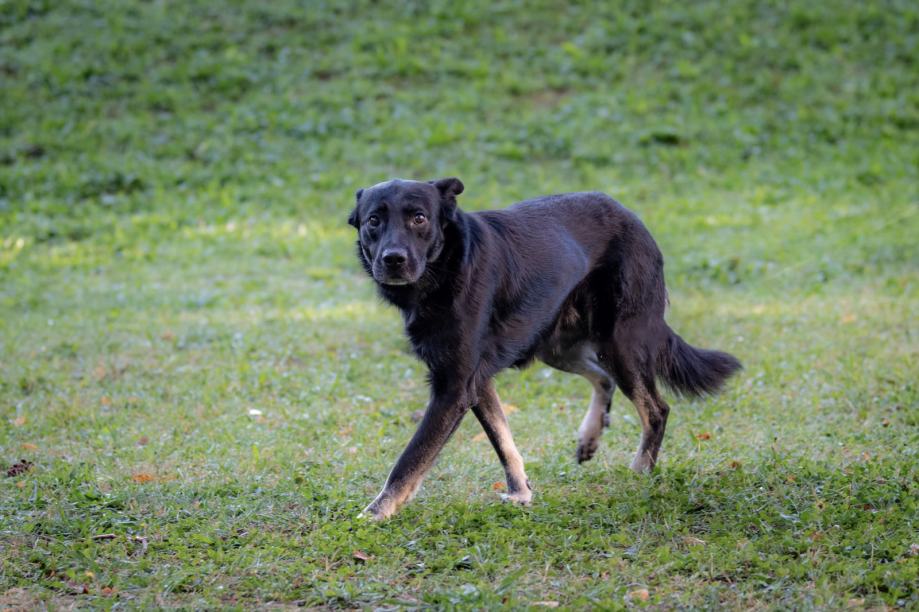 Roki, ljepotan nježnog srca