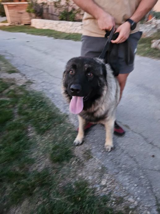 Šarplaninac na poklon