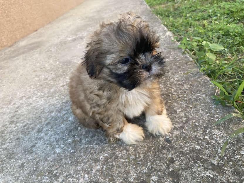 Shi-Tzu stenci udomljujem