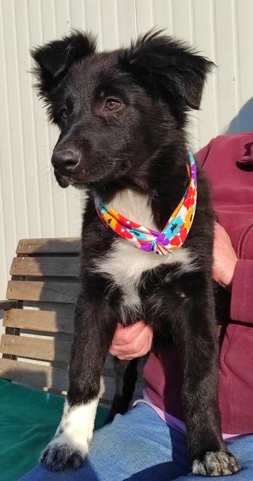 BECKI, malena ljepotica - udruga Šapica