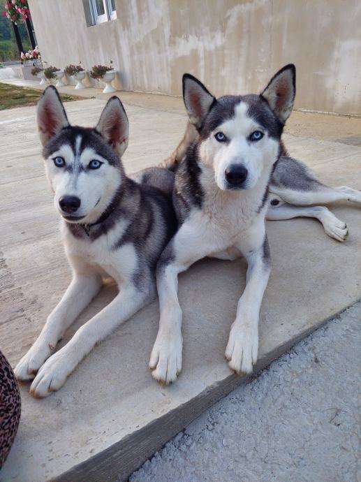 Sibirski haski poklanjam