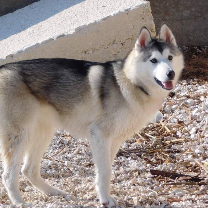 Sibirski haski na poklon