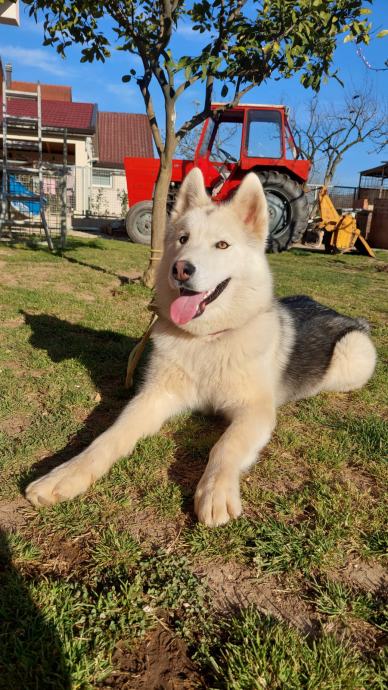 Sibirski haski prvobirani čistokrvni