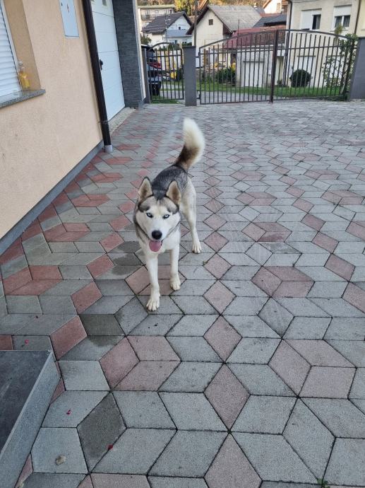 Sibirski Haski