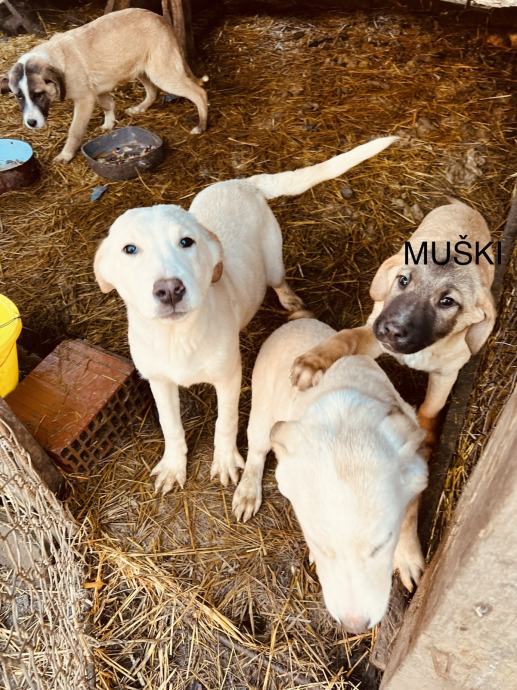 Srednjeazijski ovcar azijat