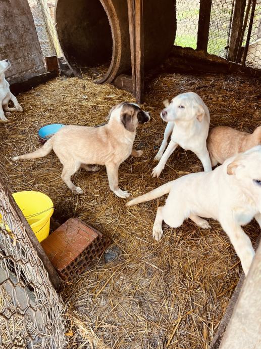 Srednjeazijski ovcar azijat