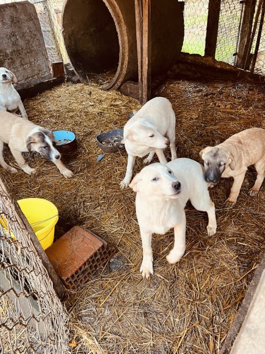 Srednjeazijski ovcar azijat