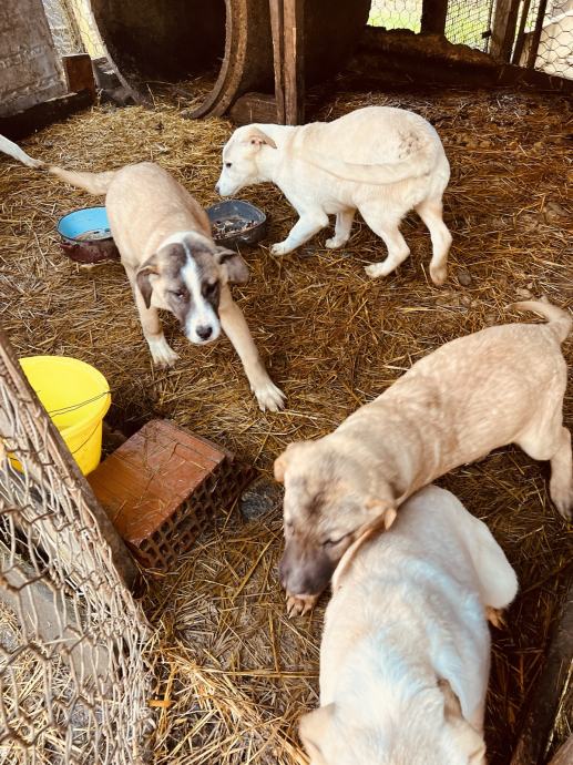 Srednjeazijski ovcar azijat