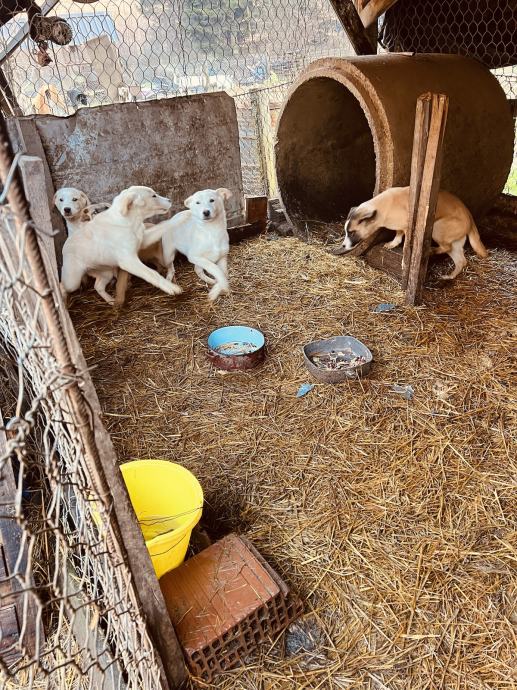 Srednjeazijski ovcar azijat