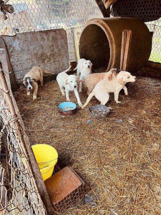 Srednjeazijski ovcar azijat