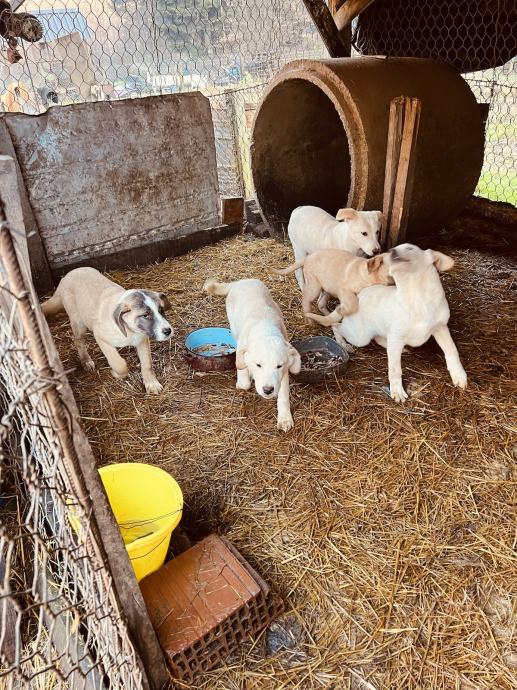 Srednjeazijski ovcar azijat