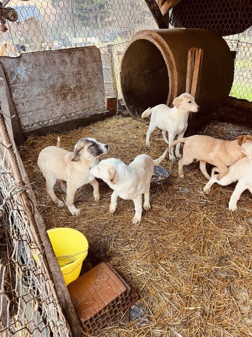 Srednjeazijski ovcar azijat