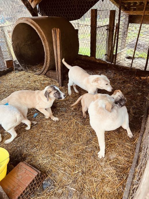 Srednjeazijski ovcar azijat