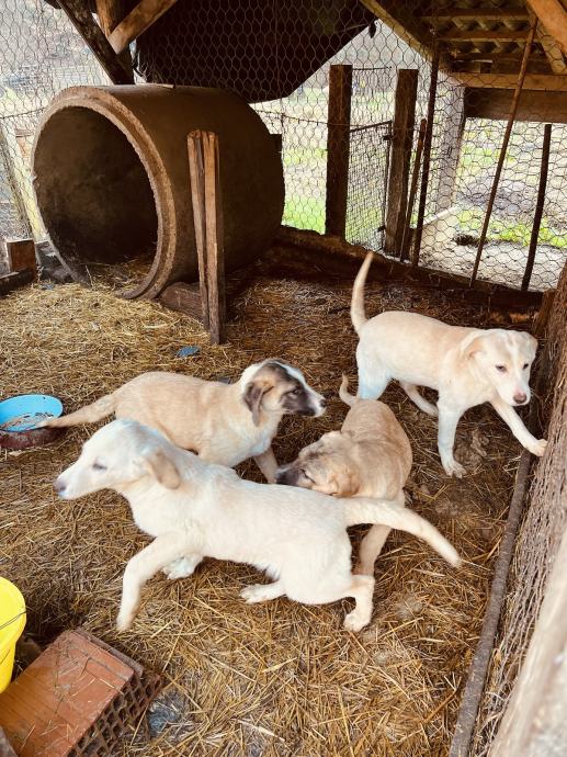 Srednjeazijski ovcar azijat