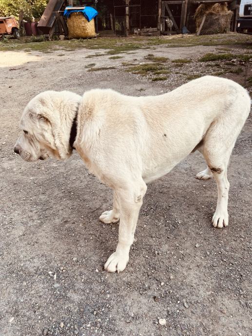 Srednjeazijski ovcar azijat