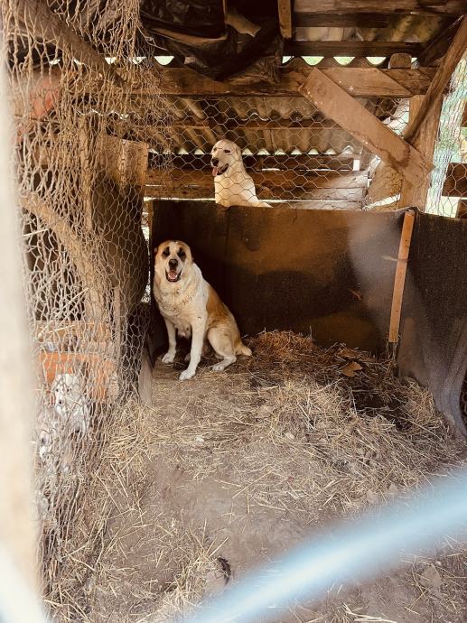 Srednjeazijski ovcar azijat