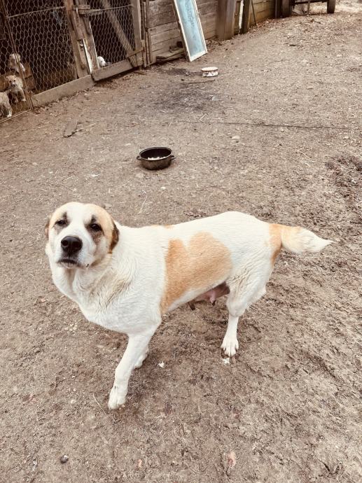 Srednjeazijski ovcar azijat