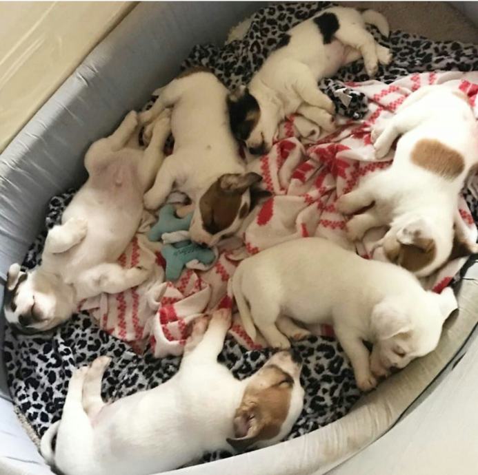 ŠTENCI JACK RUSSELA