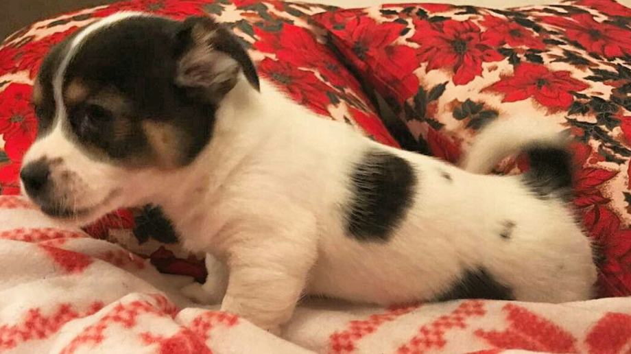 ŠTENCI JACK RUSSELA