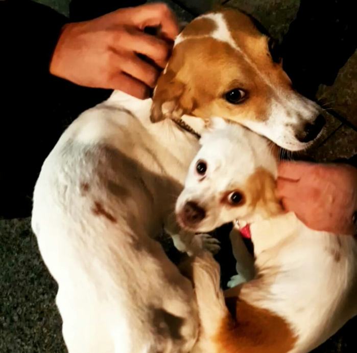 ŠTENCI JACK RUSSELA