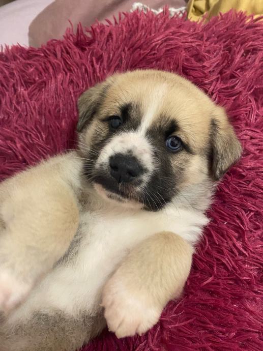 Stenci labrador haski