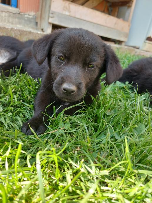 Štene Labrador × Samojed