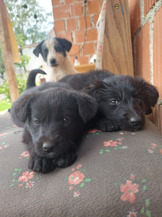 Štene Labrador × Samojed