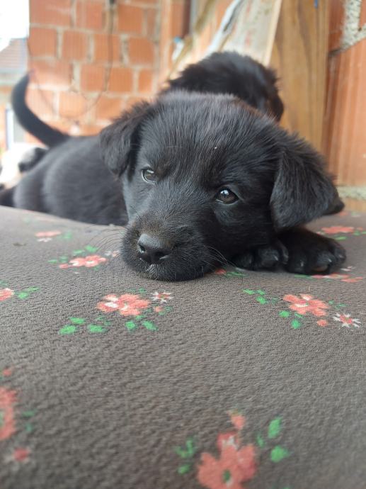 Štene Labrador × Samojed