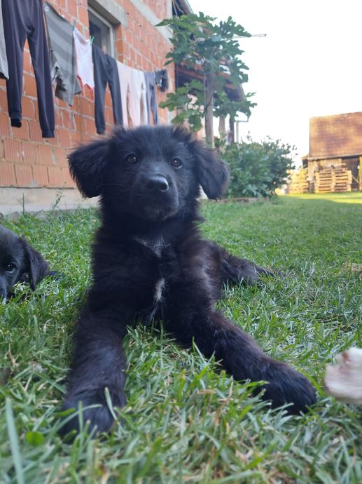 Štene Labrador × Samojed