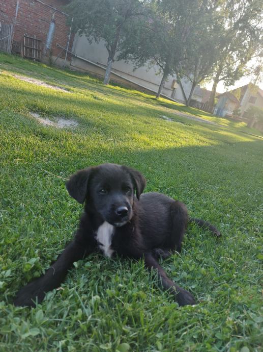 Štene Labrador × Samojed
