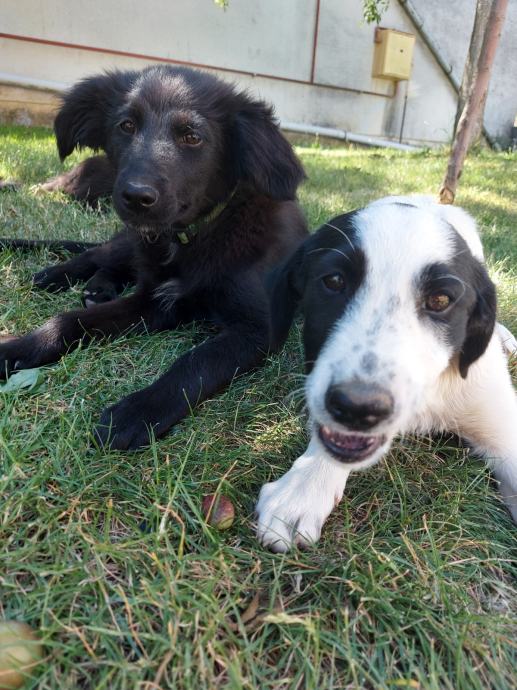 Štenci Labrador × Samojed
