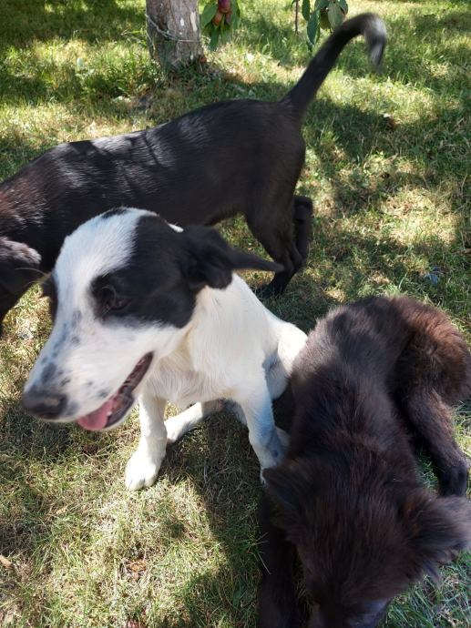 Štenci Labrador × Samojed