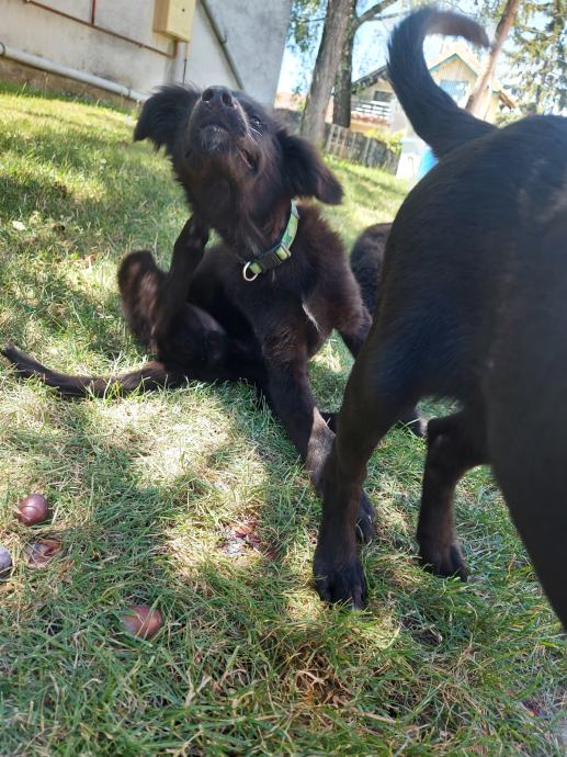 Štenci Labrador × Samojed