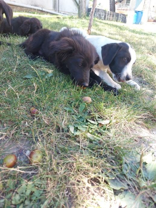 Štenci Labrador × Samojed