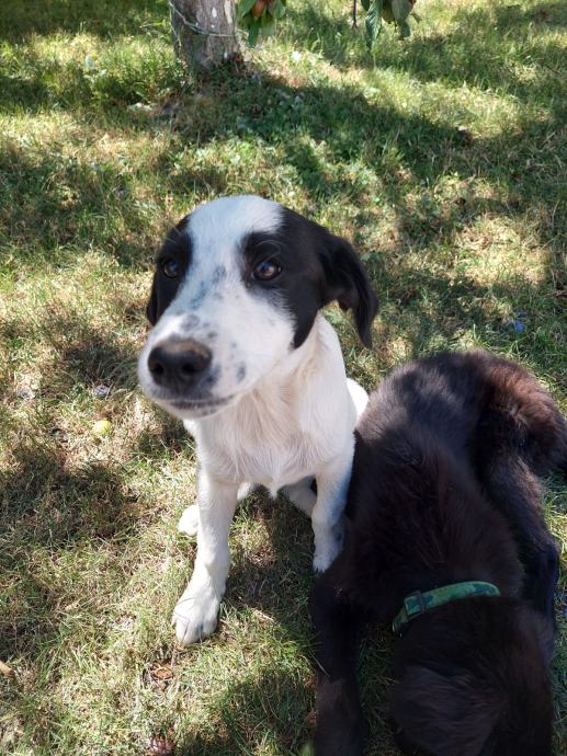 Štenci Labrador × Samojed
