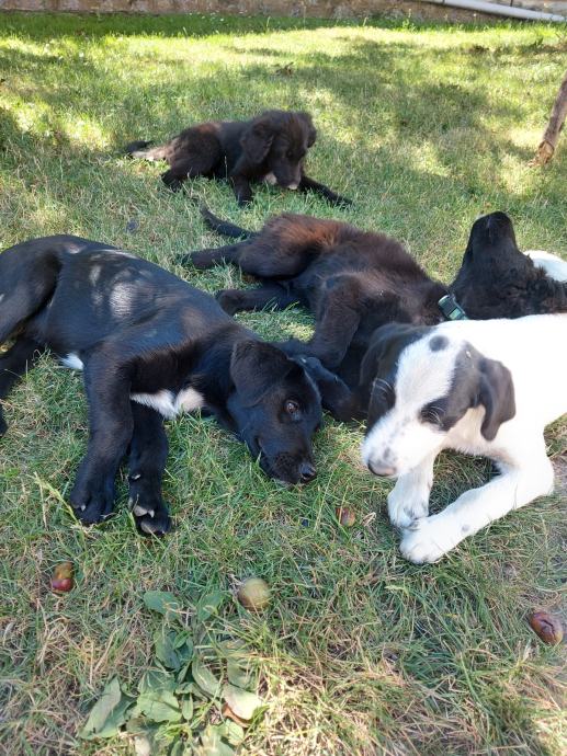 Štenci Labrador × Samojed