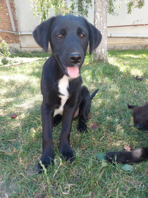 Štenci Labrador × Samojed