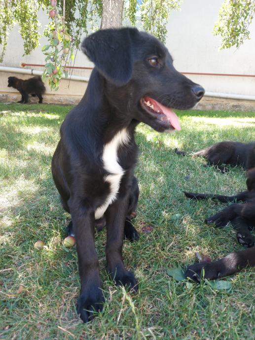 Štenci Labrador × Samojed