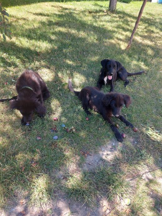 Štenci Labrador × Samojed