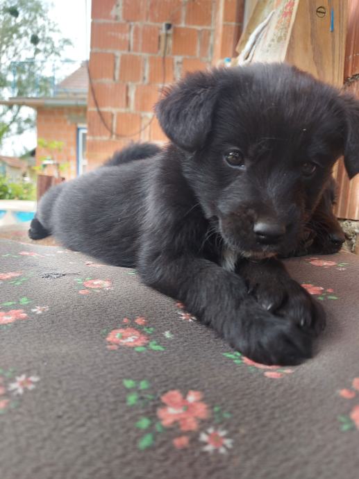 Štenci Labrador x Samojed